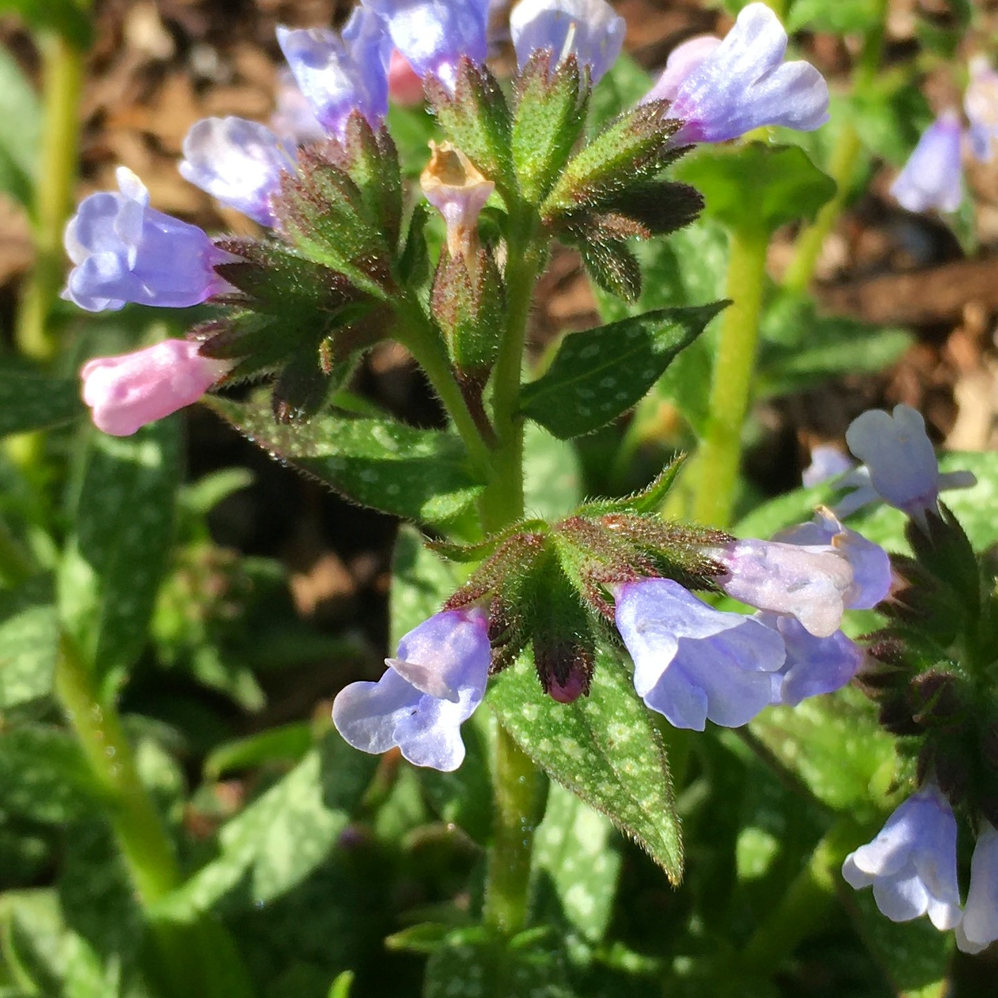 Meet a Plant: Pulmonaria – Little Things Garden Design and Ecological ...