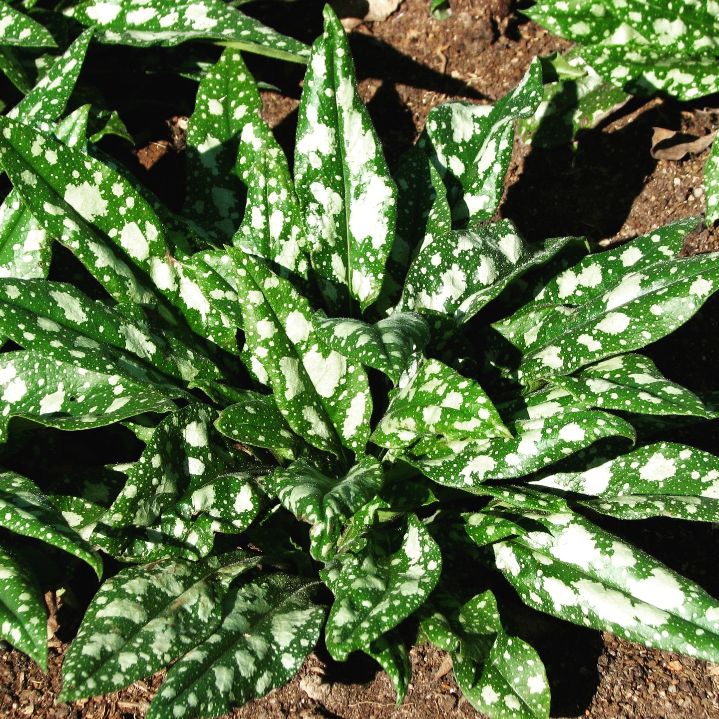 Meet a Plant: Pulmonaria – Little Things Garden Design and Ecological ...